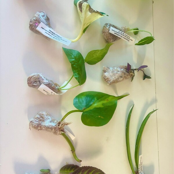 DIY Gifts Terrarium DIY Kit Plant Plant Gifts for Outdoor Lover Live ...