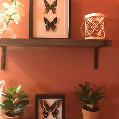 Real Framed Moth Collection Sunset Moth Display UV Glass Urania Ripheus ...