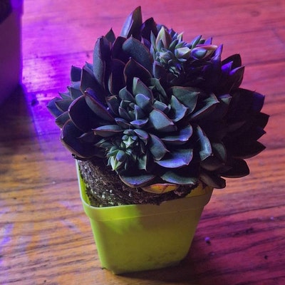 Echeveria Orpet 3.5 Inch Rare Succulent Plants - Etsy