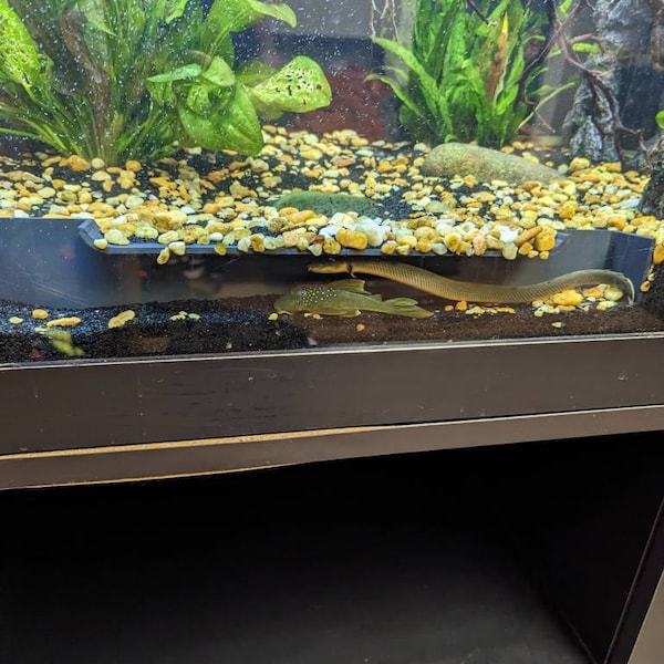 4 in 1 Aquarium and Terrarium Cave, 3 Sizes - Etsy