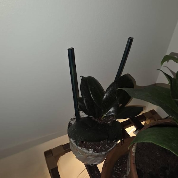 Rubber Tree Plant, Ficus Elastica, Black Prince, Rubber Fig, Rubber ...