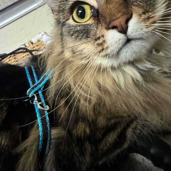 Reflective Escape Proof Cat Harness - Etsy