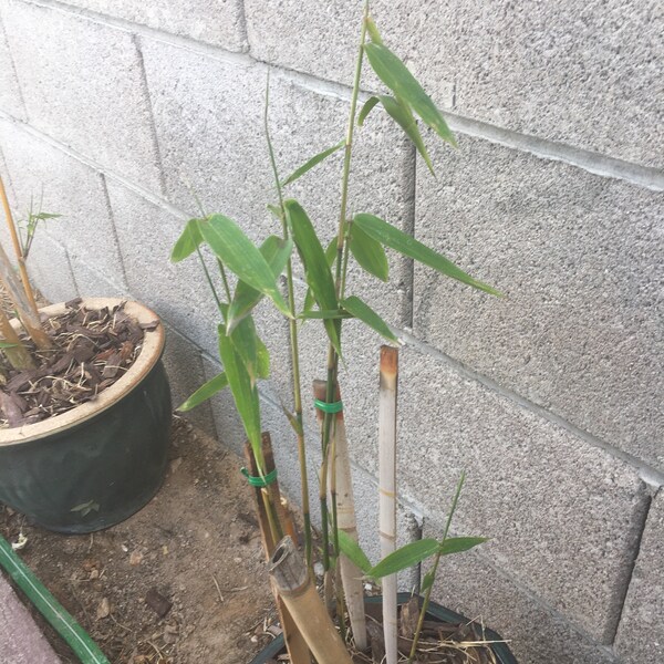 Dwarf Orinoco Banana Pup - Etsy