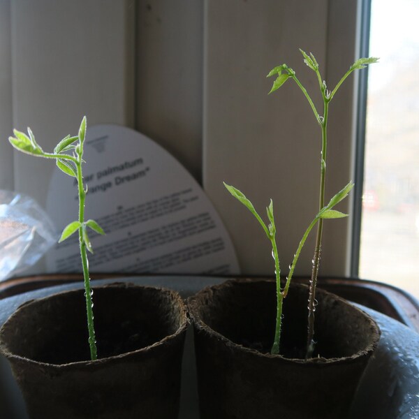 Growbro Kids Peanut Cultivation Set OUR CHILDREN'S EXPLORER SET, Simply ...