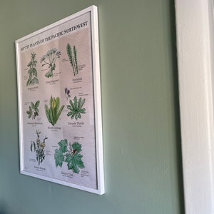 Ferns Colouring Sheet/ PNW Art/woodland Art/ Coloring Sheets - Etsy