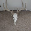 SUPER COOL MELTED Tine Look Whitetail Deer Antlers Taxidermy Horns Rack ...