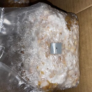 BULK PACK Mushroom Monotub Filter Patch - Etsy