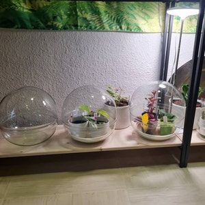Plant Terrarium Kit Palm 3 Terrarium Plants Closed Terrarium Plants Do ...