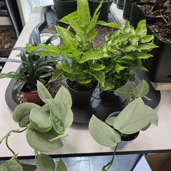 4” BLUE OIL Fern Pot With Multiple Plants and Growth - Rare Microsorum ...