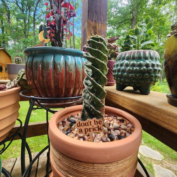 SET OF FOUR | Modern Plant Markers | Wood Engraved Plant Markers ...