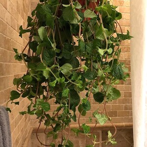 Syngonium 'merry Maria' Houseplant Arrowhead House | Etsy