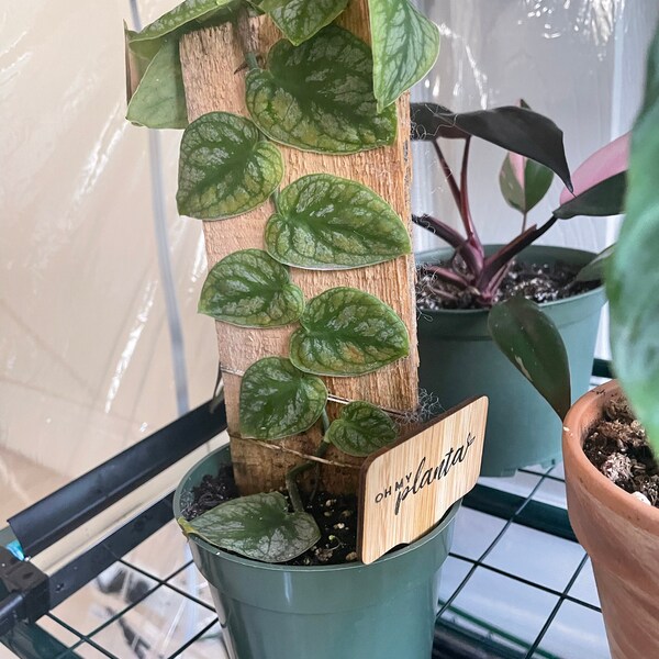 Plant Parenthood Enamel Pin Plant Parent Pin Plant Pin Houseplant Pin ...