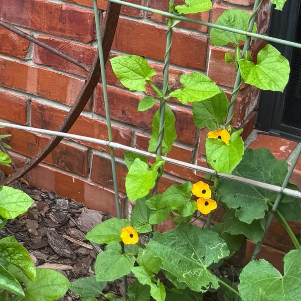 Emerald Petite Arborvitae, Live Plant - Etsy