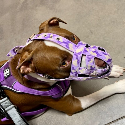 Pitbull Amstaff Muzzle With an Additional Strap , Dog Muzzle, Nylon ...