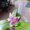 Phal. Sogo Vivien 'SOGO F858' variegata & Peloric, Blooming Size, FREE Shipping - Etsy