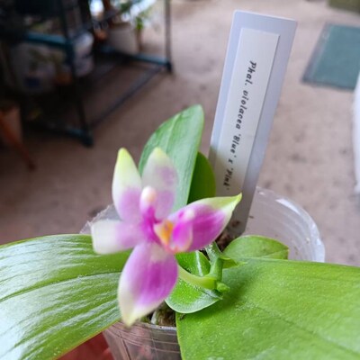 Phal. Sogo Vivien 'SOGO F858' variegata & Peloric, Blooming Size, FREE Shipping - Etsy