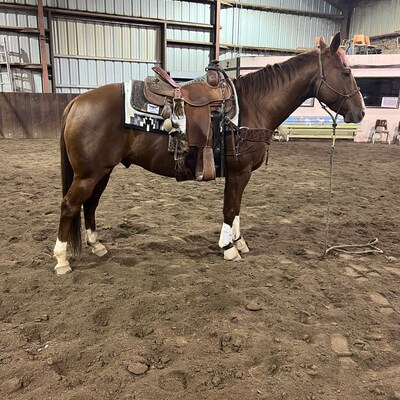 Shorty Cowhide Saddle Drink Holder, Saddle Cell Phone Holder, Saddle ...