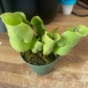 Live Black Bat Flower Buds Forming on Many Now 1 Gallon - Etsy