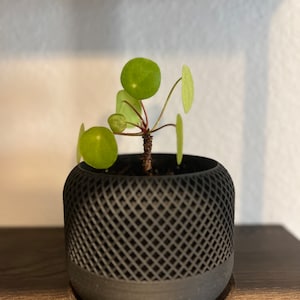 Indoor Wood Planter APPLE Original Gift for Plant Lovers - Etsy