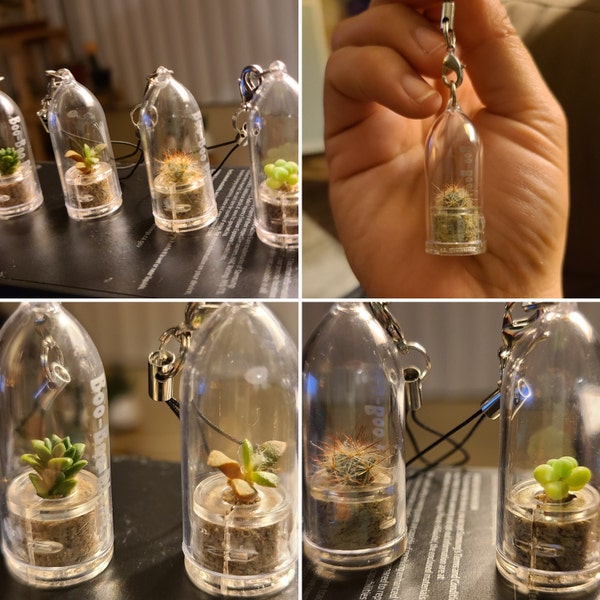 Desert - Terrarium Live Succulent Plant Flower in a Tiny Transparent ...