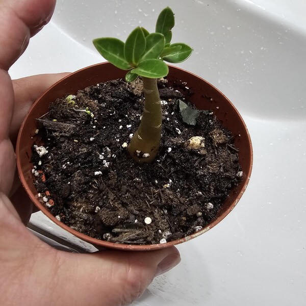 Desert Rose Border Adenium Obesum Starter Plant **(ALL Plants Require ...