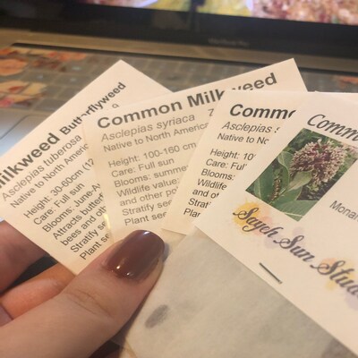 Wingstem Seeds - Etsy Canada