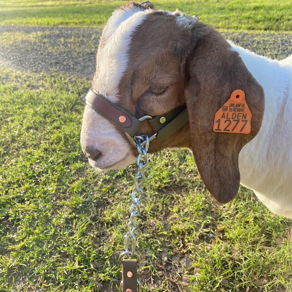 GOAT HALTER | "t3" (two-toned Tab Halter) | Stock Show | Show Goat | - Etsy