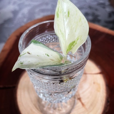 Rare Epipremnum Harlequin RARE Super White Cultivar of Epipremnum ...