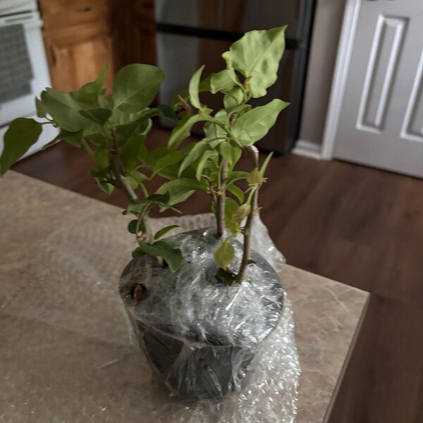 TWO Orange Bougainvillea Plants in One Pot, 3.5" Pot, Orange Flowers ...