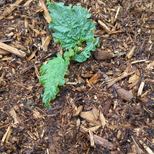 3 Snowcap Daises Leucanthemum Superbum Shasta Daisy Super Fragrant ...