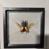 Blue Carpenter Bees Xylocopa Caerulea Spread Insects Etsy