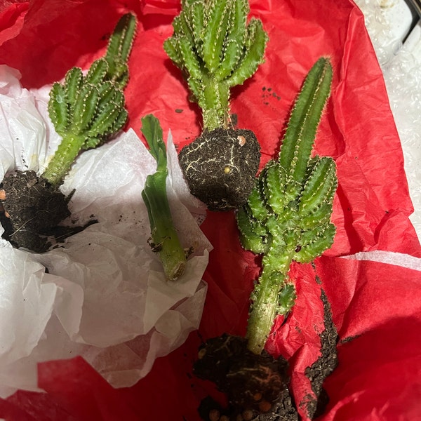 Jumping Spider Rose Flower Magnetic Hide, Flower Cave, Enclosure Décor ...