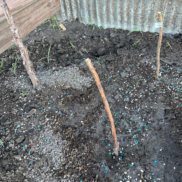 5 Raspberry Plants Joan J - Completely Thornless, Everbearing, High ...