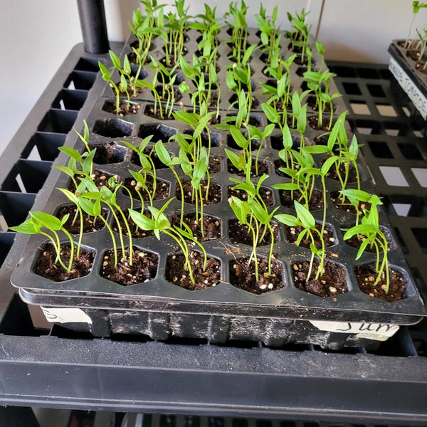 Matador Viking Spinach Seeds - Etsy