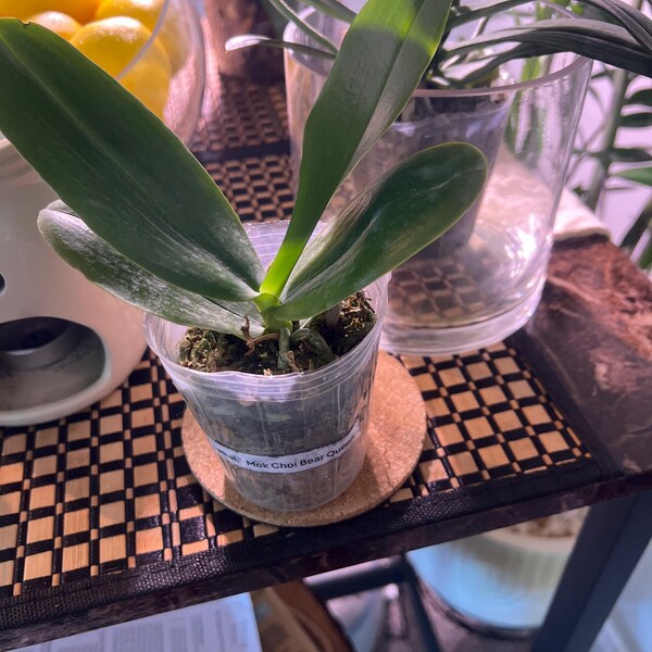 Rlc. Sung Ya Green 'mailman' 2.5 Pot - Etsy