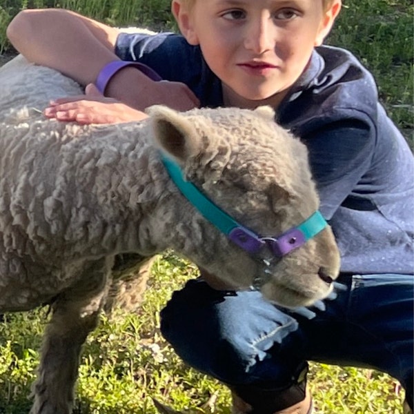 LAMB HALTER | "t3" (two-toned Tab Halter) | Stock Show | Show Lamb | - Etsy