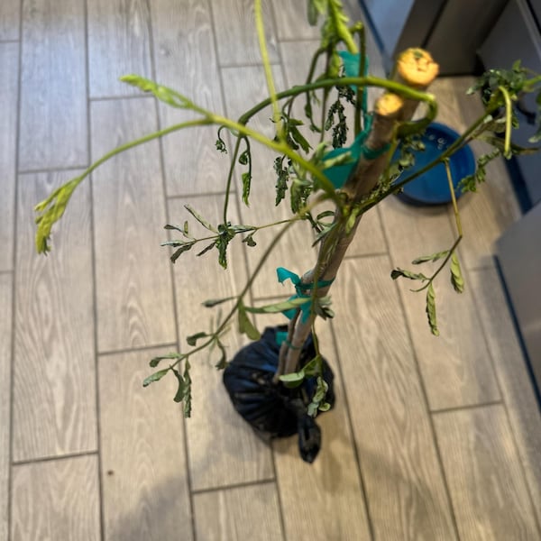 Ernest Wilson Silk Tree- Albizia Julibrissin 'E.H. Wilson' 3ft Tall ...