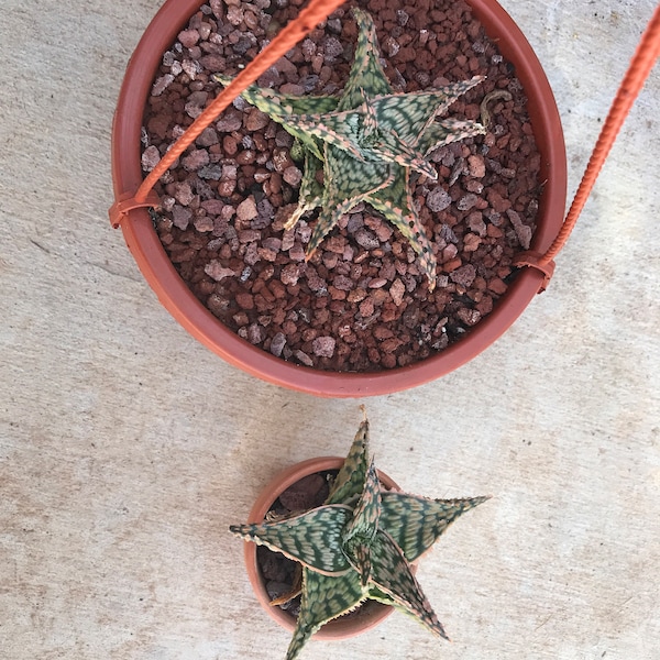 Aloe Firecracker Plant, Fully Rooted Hybrid, Hummingbird Friendly - Etsy