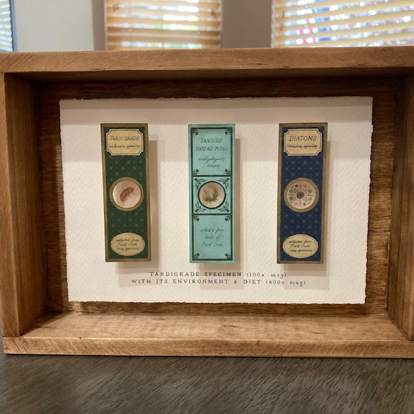 Tardigrade Victorian Microscope Slide Shadowbox - Handmade Curiosity ...