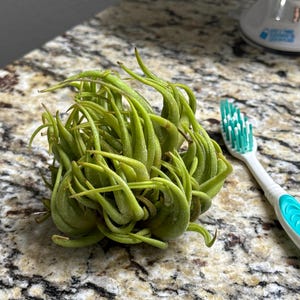 Neglecta Mini Air Plants Tillandsia, Air Plant, Indoor Plant, House ...