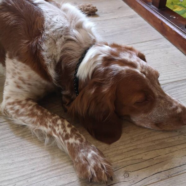 Lithotherapy and Anti-ticks Collar for Dog, Anti-anxiety and ...