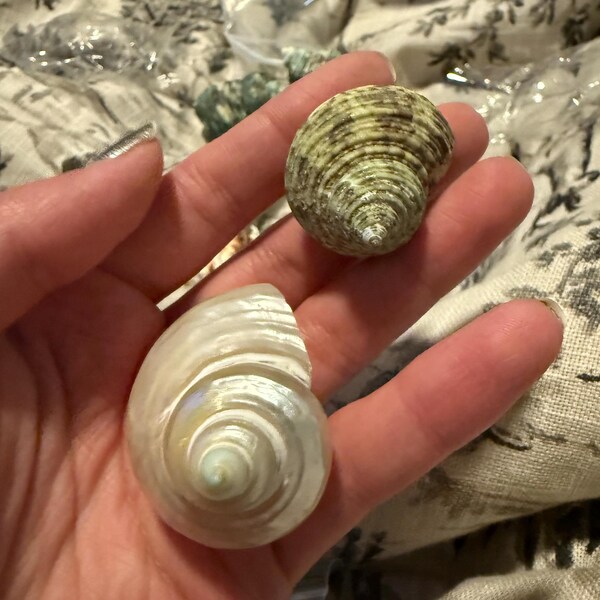 Shell Bits & Pieces Shards Beach Sand Tiny Little Shells for DIY Crafts ...