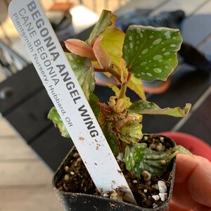 Angelwing Begonia 'medora' - Etsy