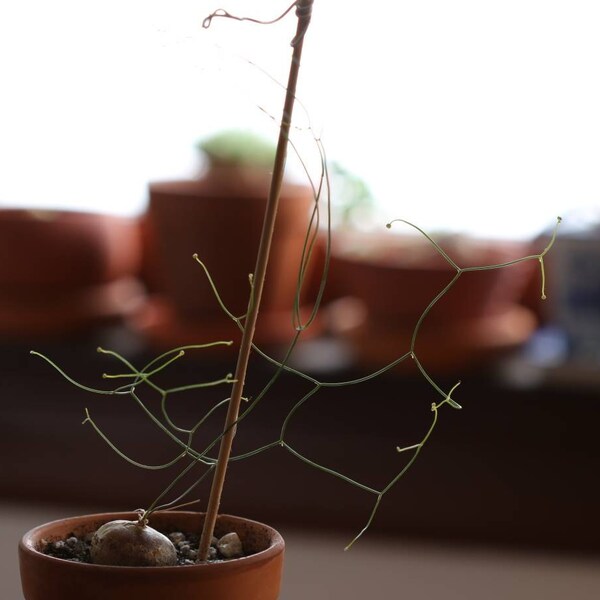 Schizobasis (drimia) Intricata Seeds (10) - Etsy