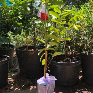 Indian Mango Alampur Banishan Mango Tree Grafted - Etsy