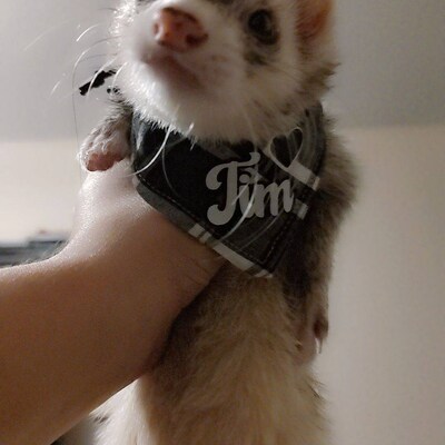 Sea Breeze Ferret Bandana Ferret Scarf Ferret Accessories Clothes for ...
