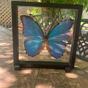 The Amber Phantom Clearwing Butterfly Haetera Piera Mounted - Etsy