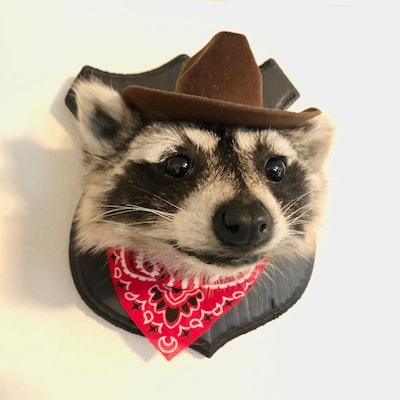 Taxidermy Cowboy Raccoon Outlaw Western Rodeo - Etsy