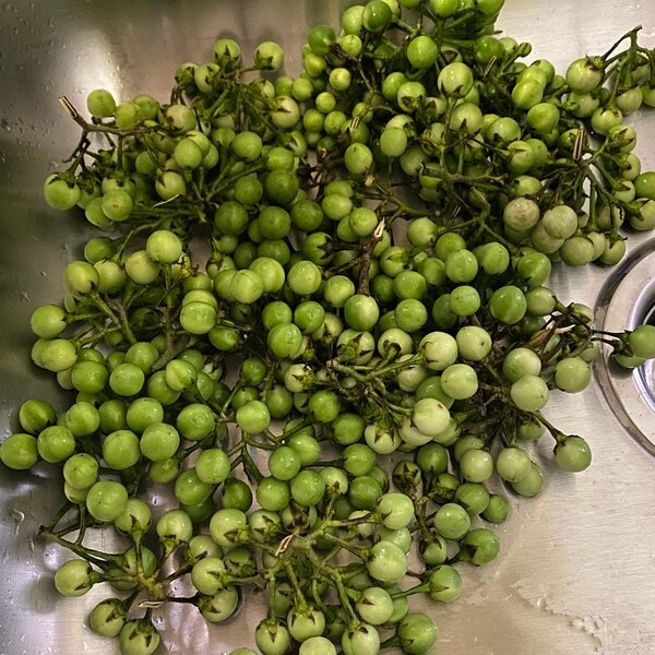 Fresh Whole Burdock Root, Gobo Root - Etsy