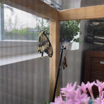 Large Monarch Butterfly Enclosure Habitat - Etsy